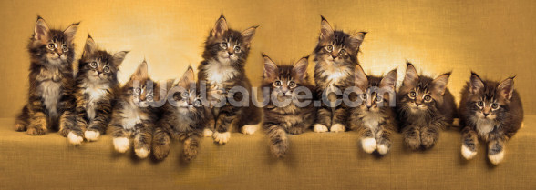 Kittens Panoramic Wall Mural | Wallsauce AU