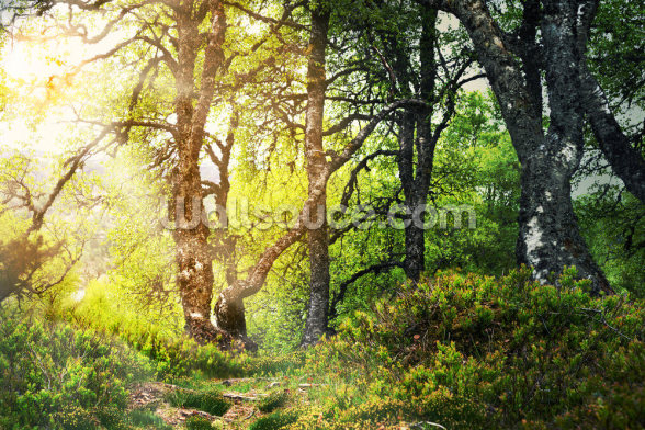Bright Forest Wall Mural | Wallsauce UK