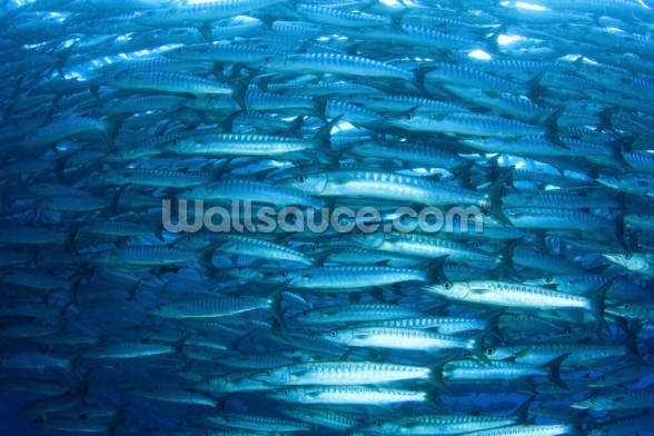Barracuda Fish Wallpaper | Wallsauce US