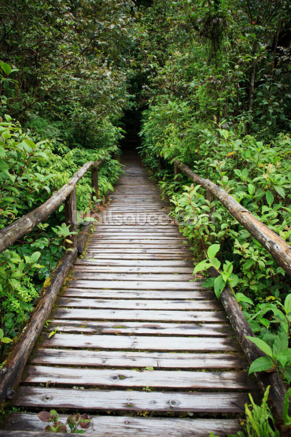 Evergreen Forest Walkway Wallpaper | Wallsauce AU