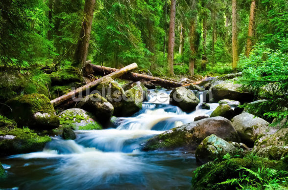 Deep Wood Wall Mural | Wallsauce US