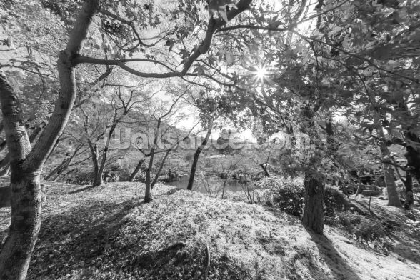 Autumn Scene with Red Trees Wallpaper | Wallsauce US