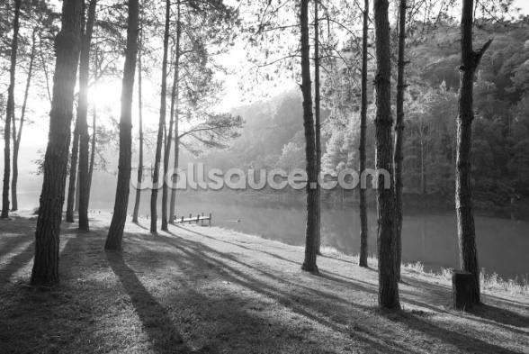 A New Day in the Forest Wall Mural | Wallsauce UK