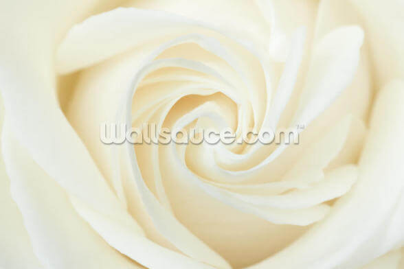 A Close-Up of a White Rose Wallpaper | Wallsauce UK