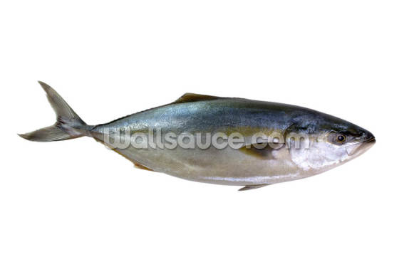 Bluefin tuna is really fresh on a white background Thunnus | Wallsauce UK