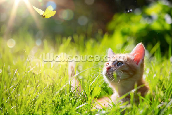 Kitten Hunting a Butterfly Wallpaper | Wallsauce EU