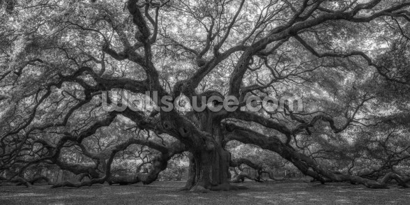 Angel Oak Tree Wallpaper Mural | Wallsauce UK