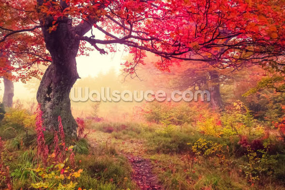 Autumn Forest Meadow Wallpaper Mural | Wallsauce UK