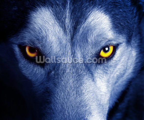 Blue Wolf Wallpaper | Wallsauce US