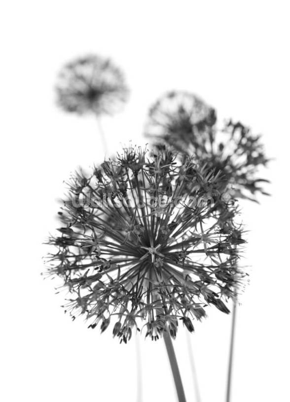 Beautiful Allium Flowers Wallpaper Mural | Wallsauce AU