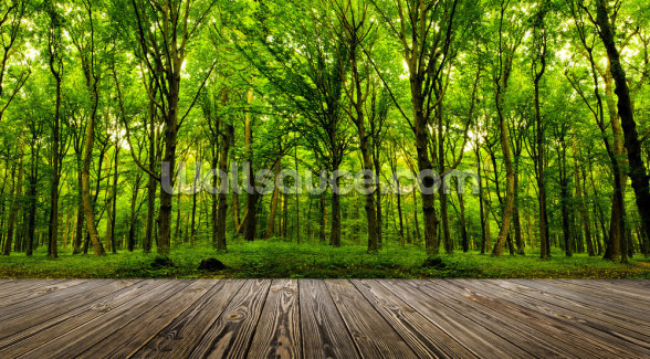 Veranda View Wall Mural | Wallsauce UK