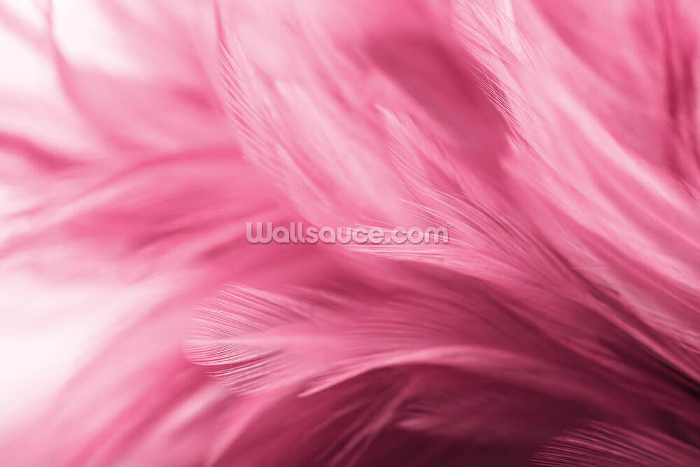 Wispy Pink Feather Print Wallpaper | Wallsauce AE