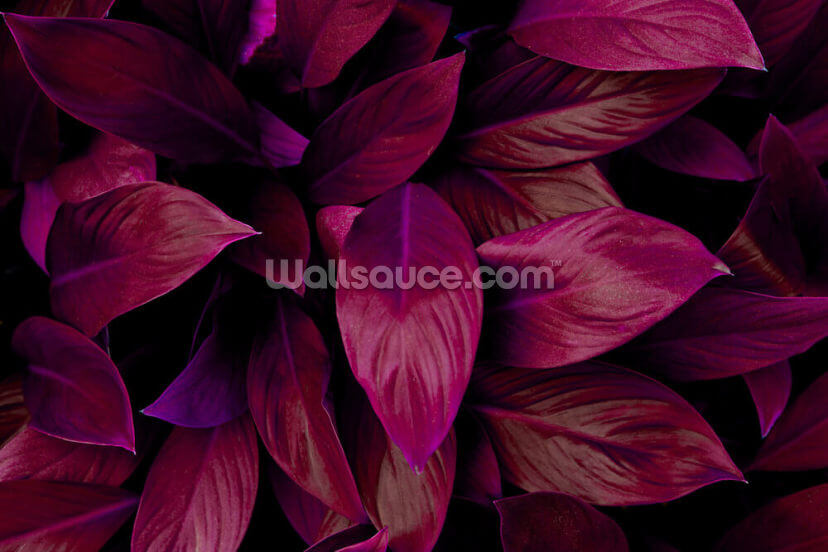 Search Results | Wallsauce US