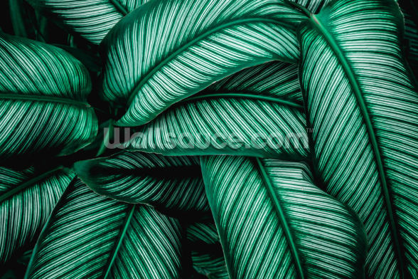 Striped Leaf Wallpaper | Wallsauce UK