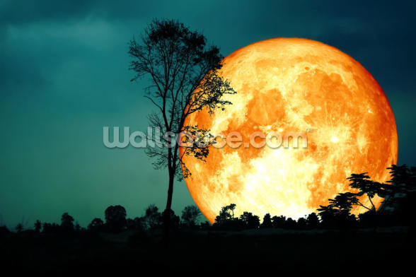 Orange Moon and Teal Skies Wall Mural | Wallsauce UK