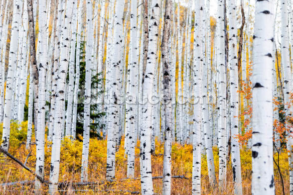 Mustard Forest Floor Wallpaper | Wallsauce UK