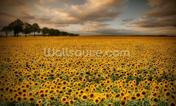 Sunflower Land Wallpaper | Wallsauce UK
