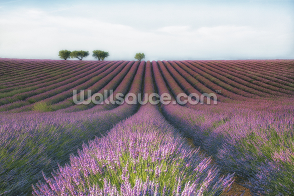 Velvet Lavender Wall Mural | Wallsauce UK