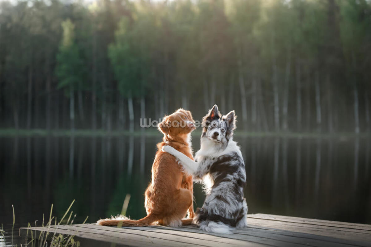 Décoration murale Pawfect Friends | Wallsauce FR