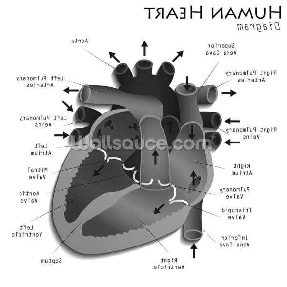 Human Heart Diagram Wallpaper Mural | Wallsauce NZ