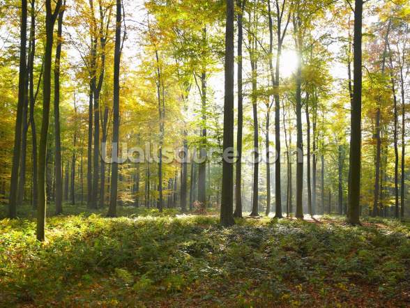 Sunny Forest Wallpaper | Wallsauce UK