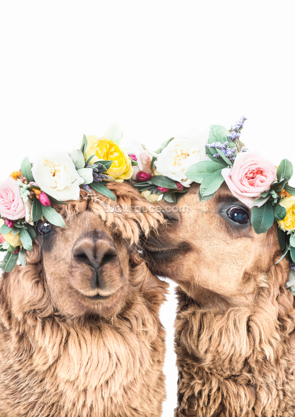 Drama Llamas Print | Wallsauce UK