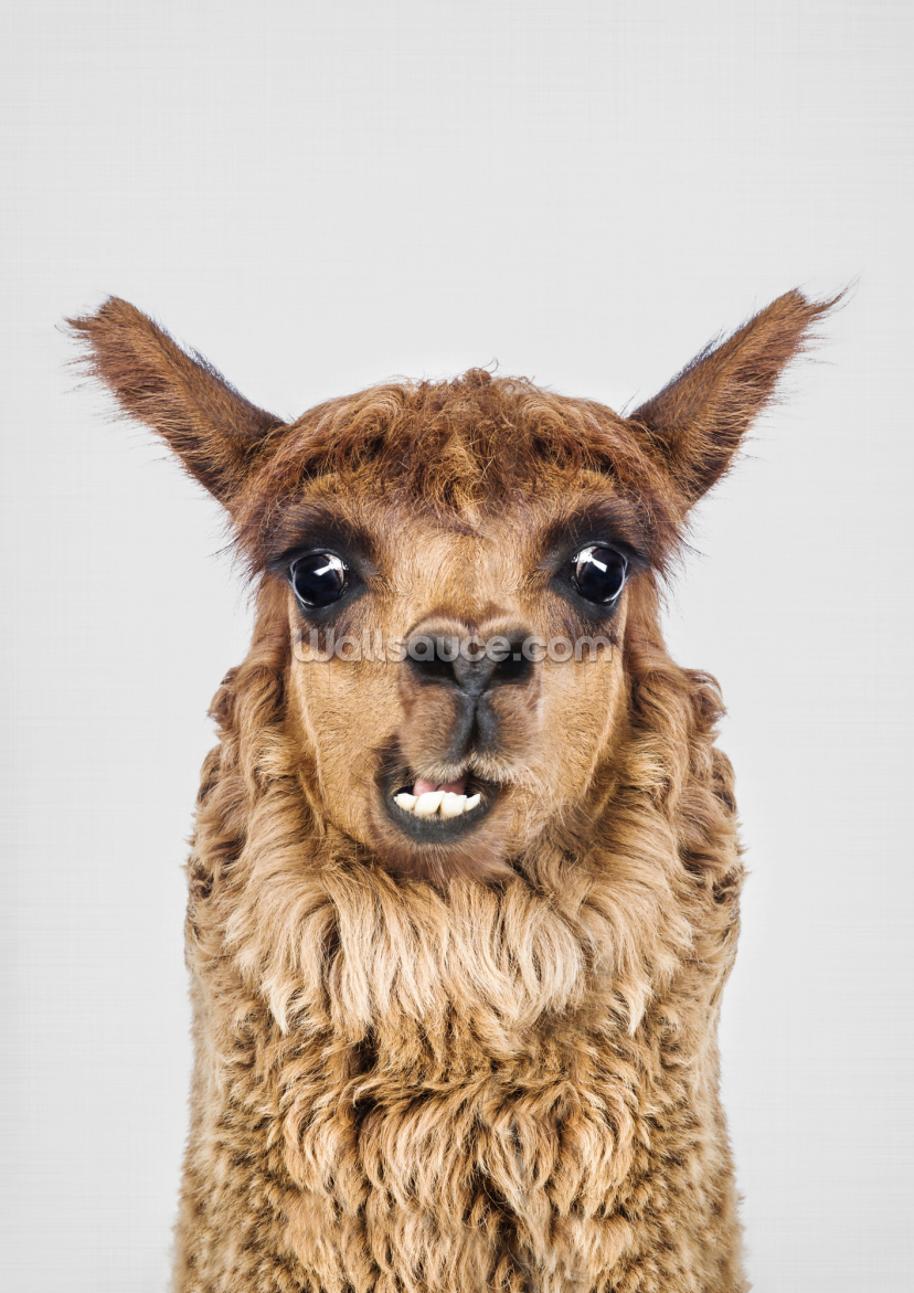 Baby Animal Prints by Sisi and Seb | Wallsauce UK