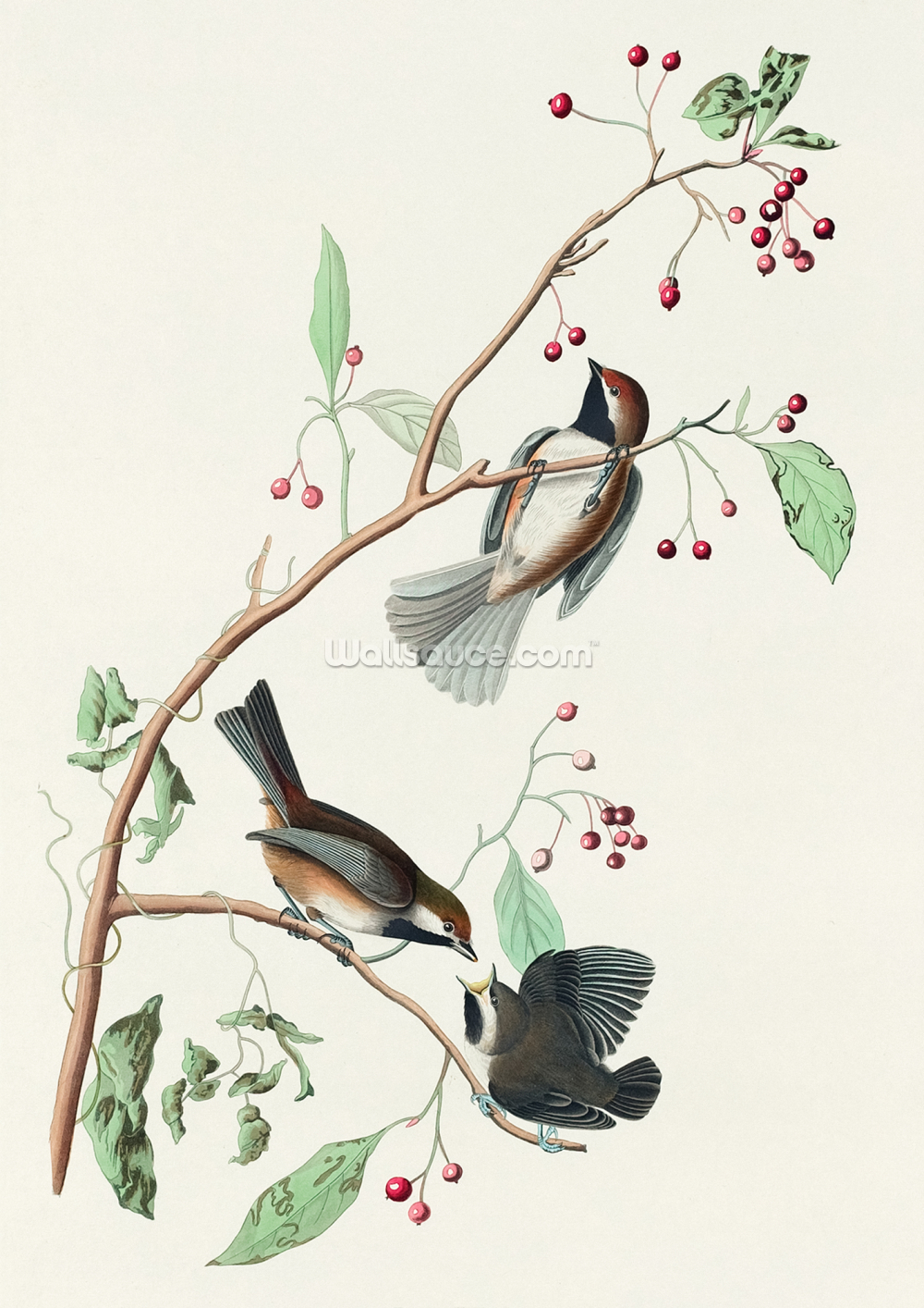 canadian titmouse Print | Wallsauce UK