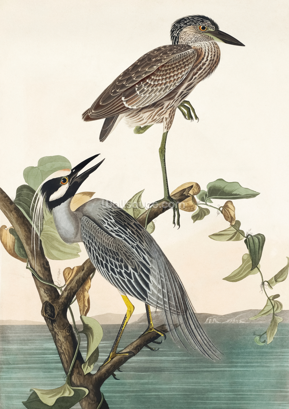Yellow Crowned Heron Print | Wallsauce UK