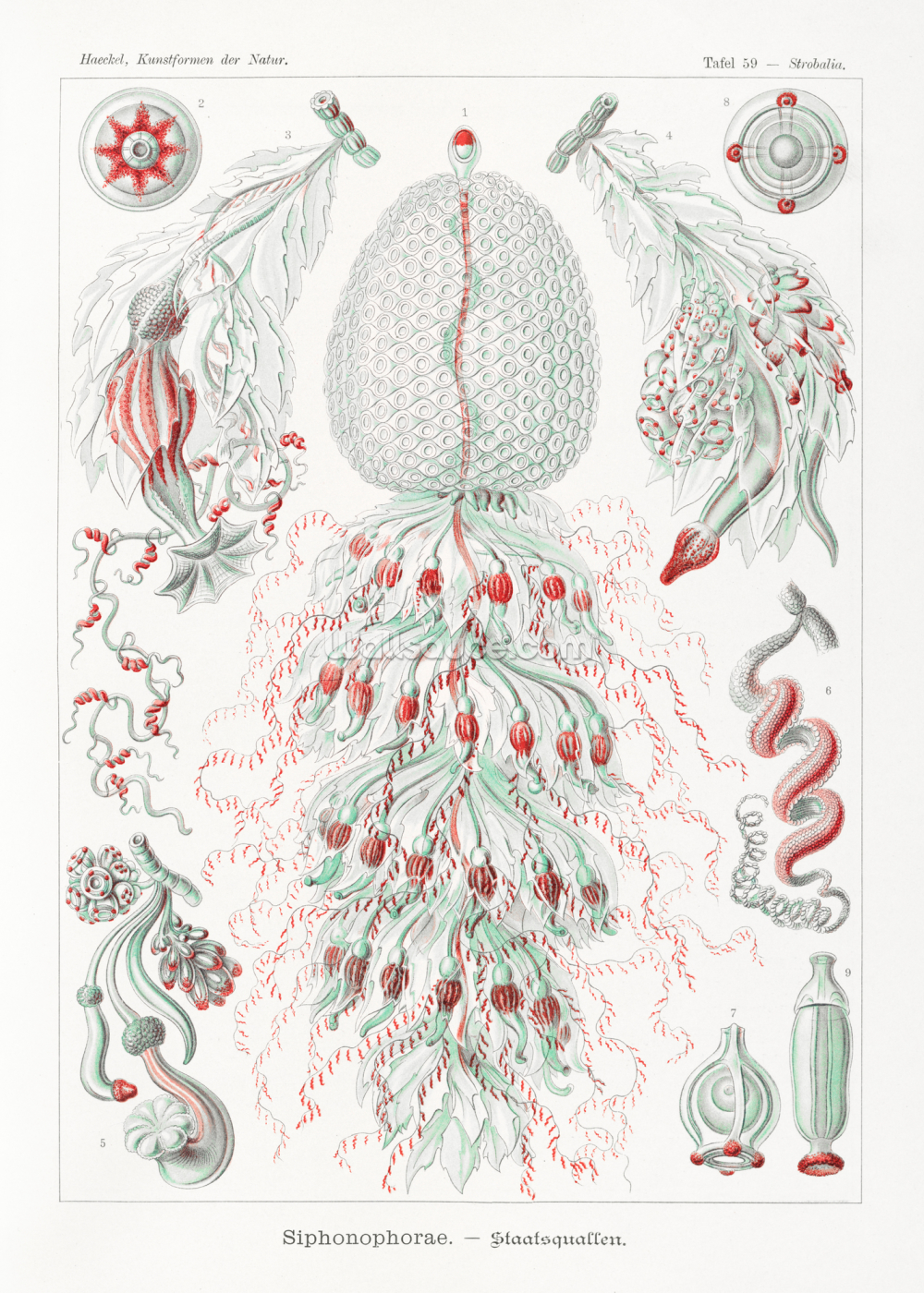 Actiniae–seeanemonen From Kunstformen Der Natur 1904 Prints & Poster ...