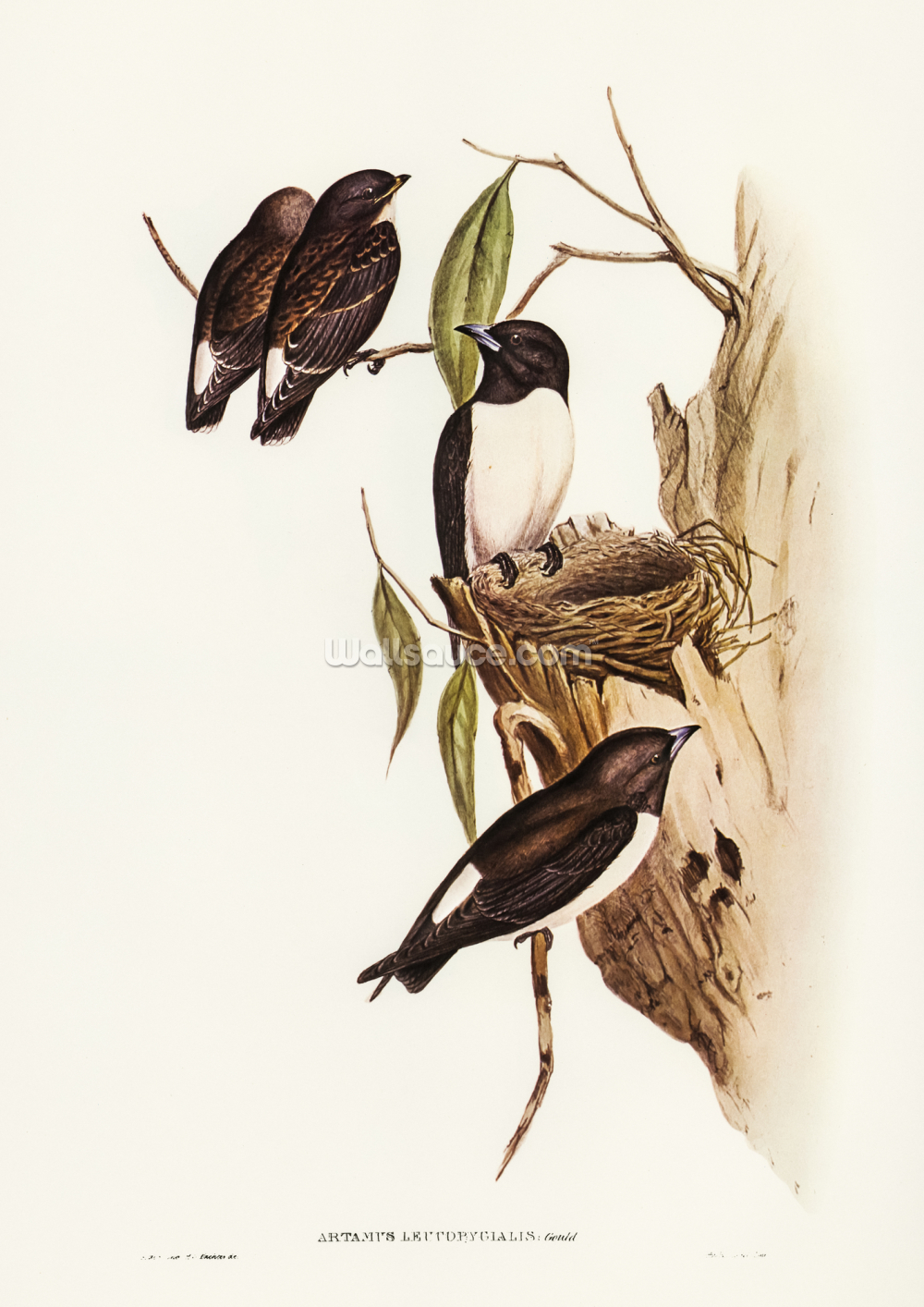 White Rumped Wood Swallow Prints & Poster | Wallsauce UK