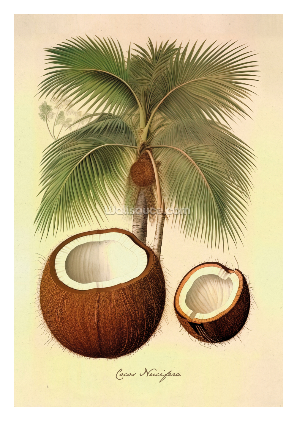 Botanical Fruit Coconut Print By Maria Saloman | Wallsauce UK