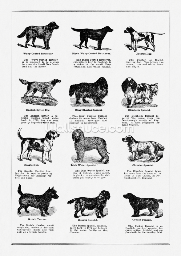 Dog Breed Chart Comparison Dog Breed Guide For Beginners: A Concise