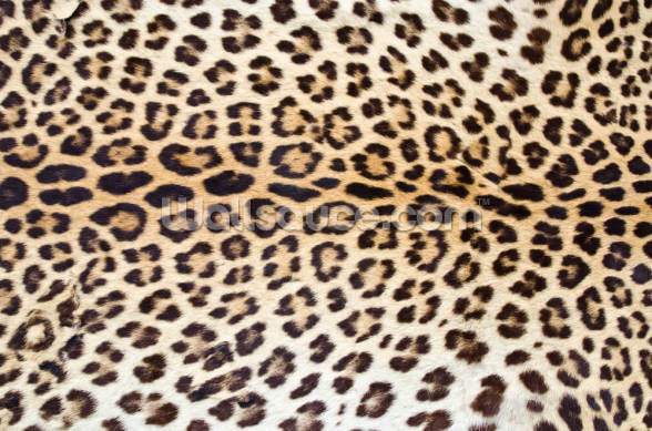 Jaguar Print Wallpaper Mural | Wallsauce NZ