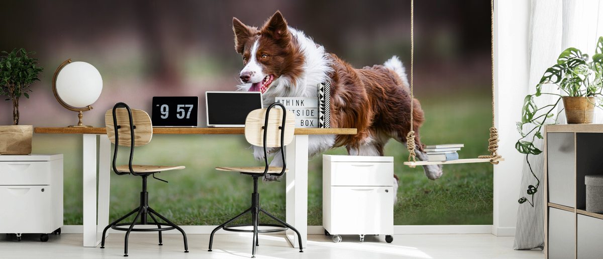 Brown Border Collie Wall Mural | Wallsauce AU