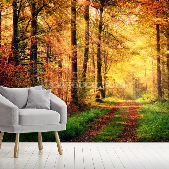 Autumn Forest with Rays of Warm Light Wallpaper | Wallsauce UK
