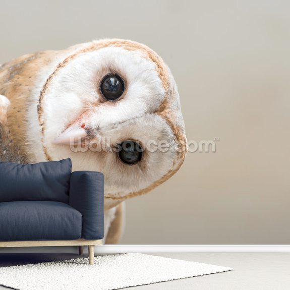 Fotomural Búho curioso | Wallsauce ES