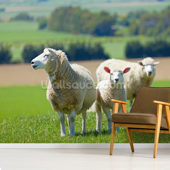 Trio of Sheep Wall Mural | Wallsauce UK