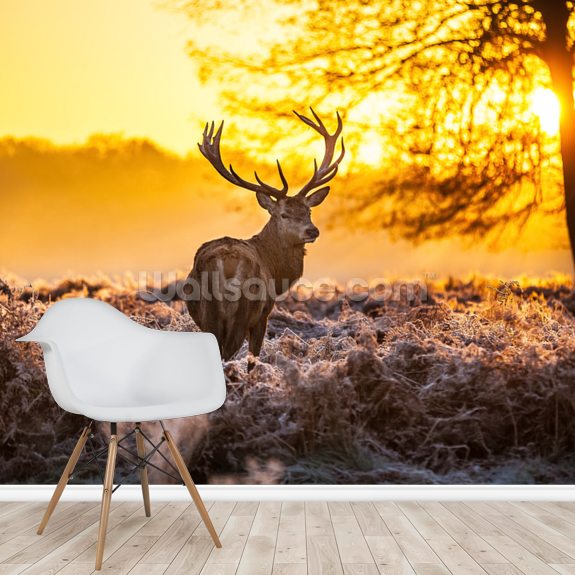Splendida carta da parati con cervo rosso al mattino | Wallsauce IT