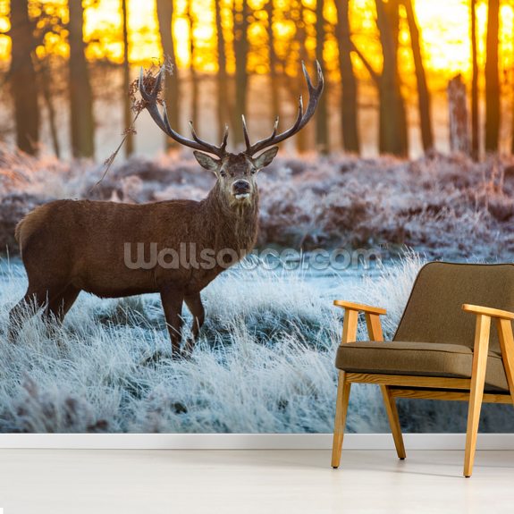 Rothirsch Wintertapete | Wallsauce DE