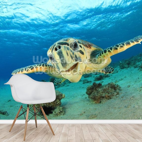 Hawksbill Sea Turtle Wallpaper Mural | Wallsauce US