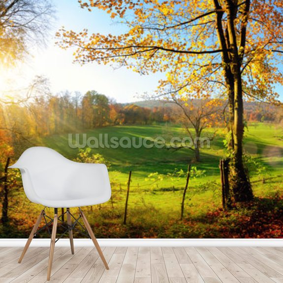 Carta da parati murale con sentieri autunnali | Wallsauce IT