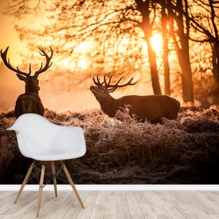 Extended Range - Product Code 65543107 Wallpaper Mural | Wallsauce US