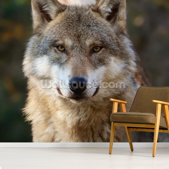 Grå Wolf Bakgrund | Wallsauce SE