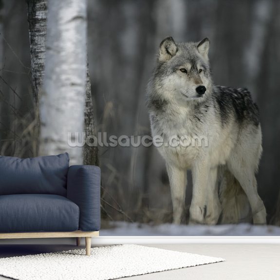 Grå Wolf Prowls Bakgrund | Wallsauce SE