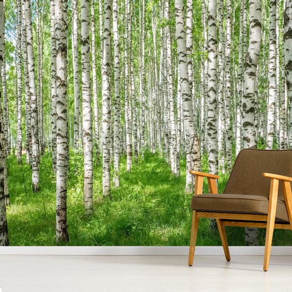 White Birch Trees Wallpaper | Wallsauce US