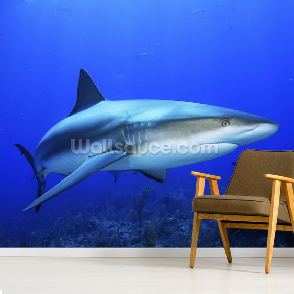 Caribbean Reef Shark behang | Wallsauce NL