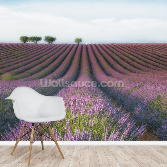 Velvet Lavender Wall Mural | Wallsauce UK