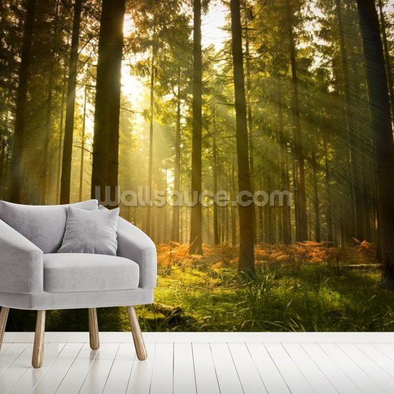 Beautiful Forest Wallpaper | Wallsauce UK