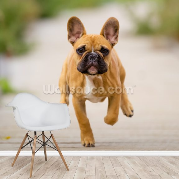 Bulldog on the Run Wallpaper | Wallsauce US